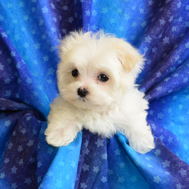 Male Maltese Puppies For Sale | Fancy Pups