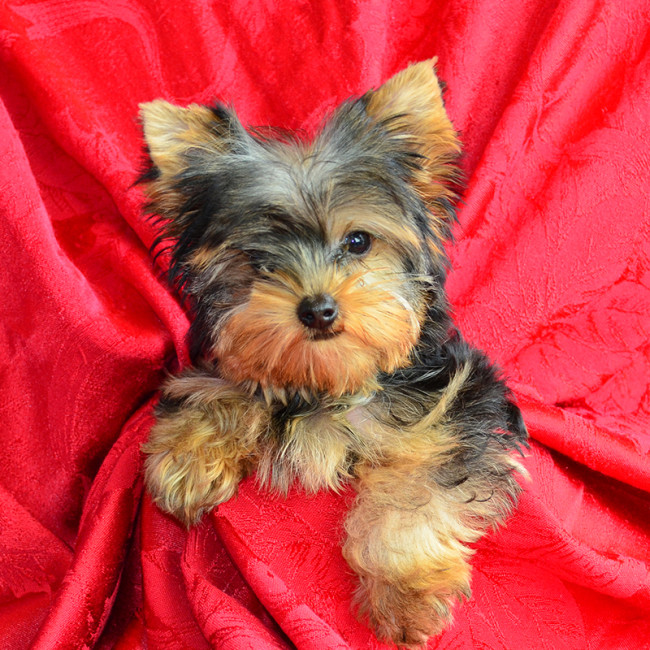 Male Yorkie Puppies For Sale | Fancy Pups