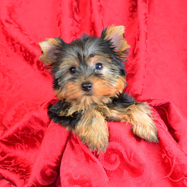 Yorkie Puppies For Sale | Fancy Pups