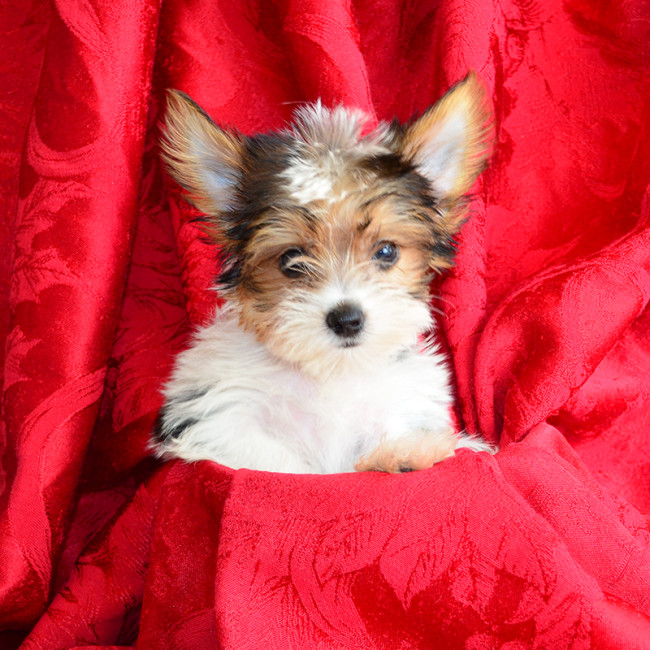 Female Yorkie Puppies For Sale | Fancy Pups