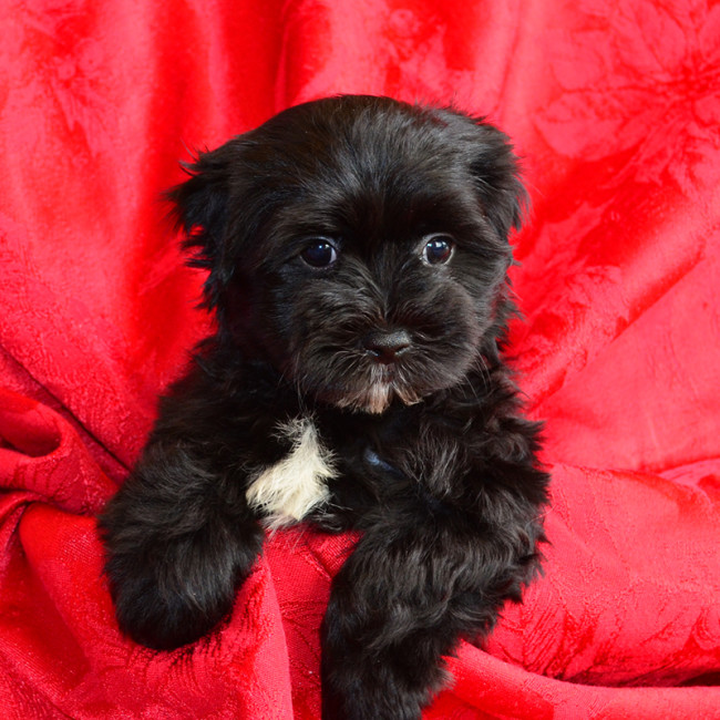 Male Yorkie Puppies For Sale | Fancy Pups