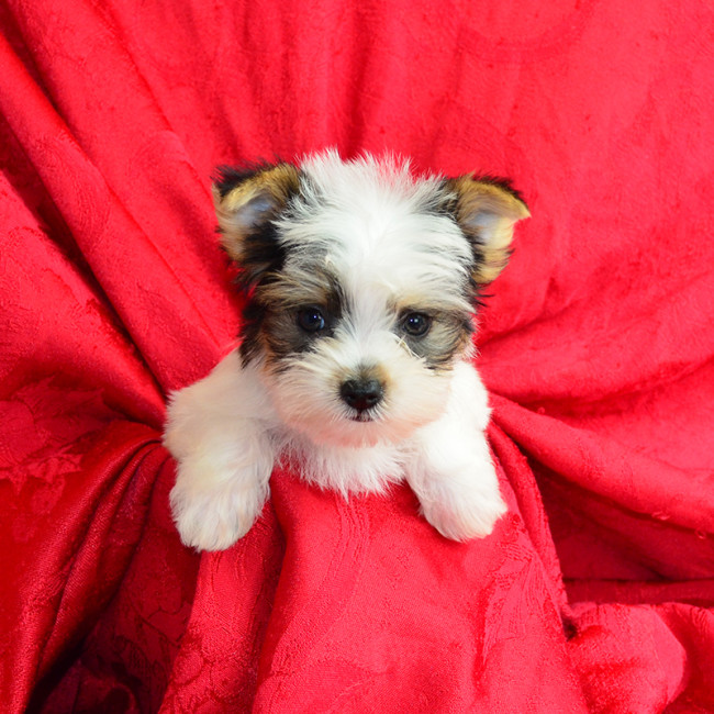 Yorkie Puppies For Sale | Fancy Pups