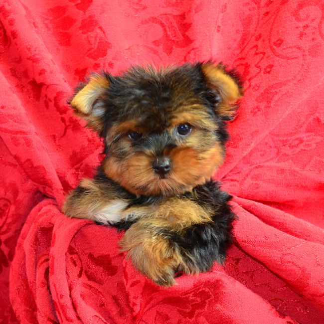 FancyPups | Houston's home for Yorkshire Terriers, Maltese and designer ...