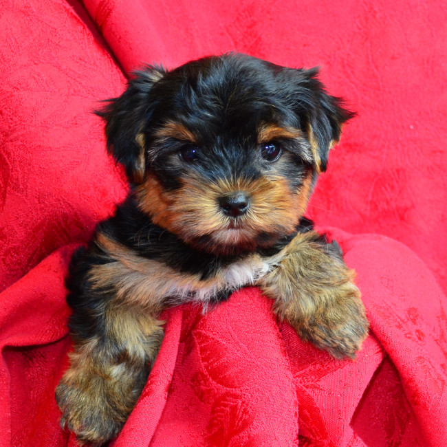 Yorkie Puppies For Sale | Fancy Pups