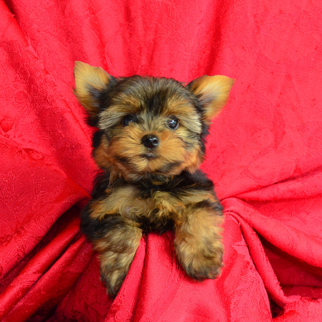 Yorkie Puppies For Sale | Fancy Pups